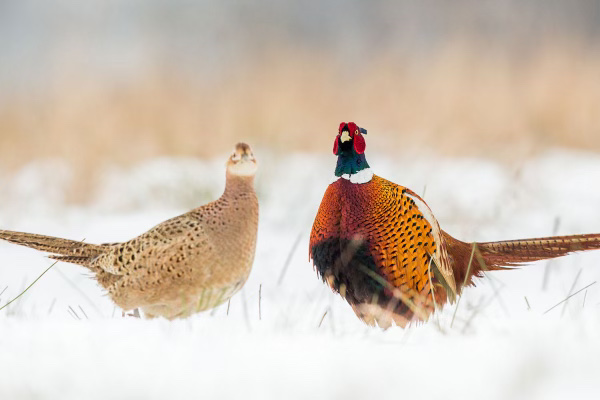 Truman students raising pheasants | News, Sports, Jobs - Fairmont Sentinel